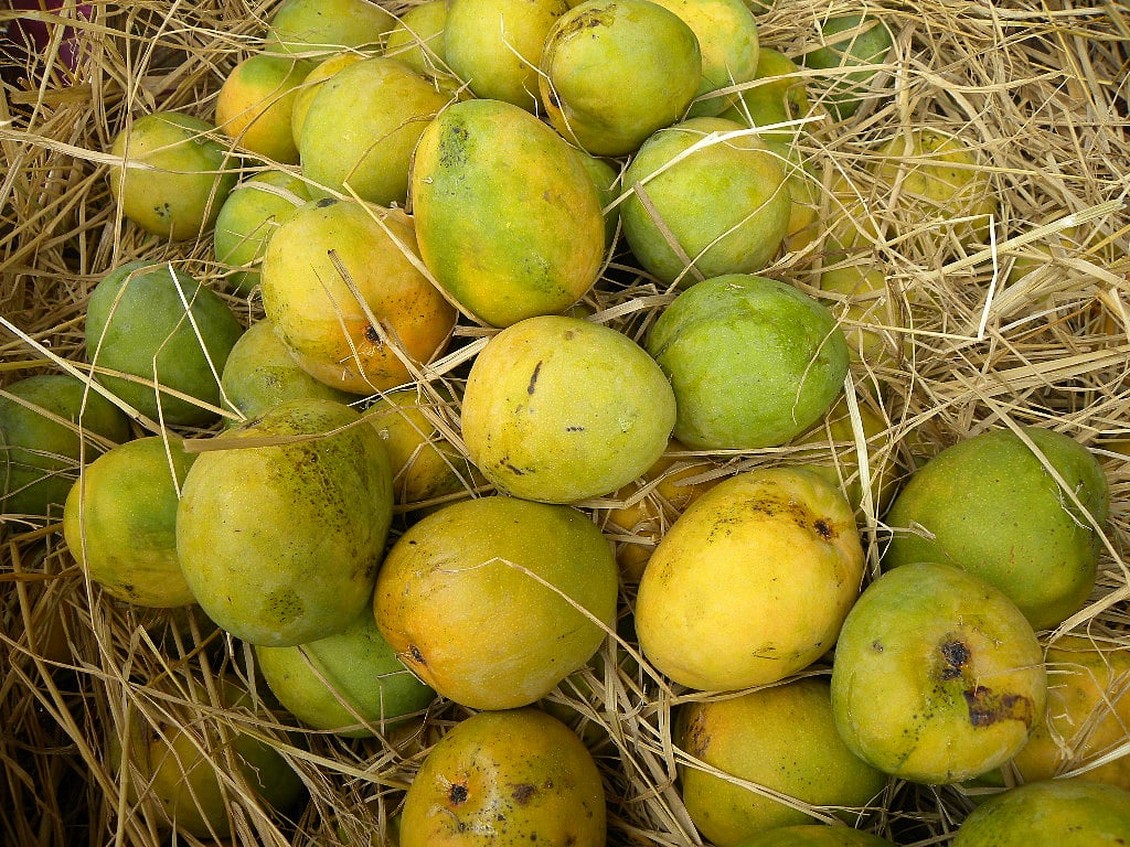 ಕರಿ ಇಶಾಡಿಗೆ ‘ಜಿಐ’ ಕೋಡು