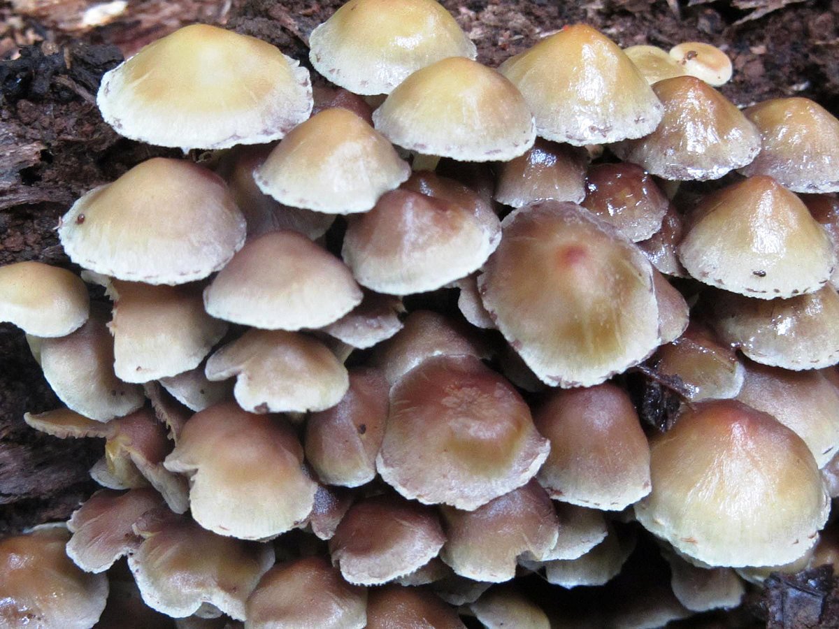 ಕೊಡಗು: ಮಳೆಯ ಸಿಂಚನ; ಅಣಬೆಗಳ ನರ್ತನ