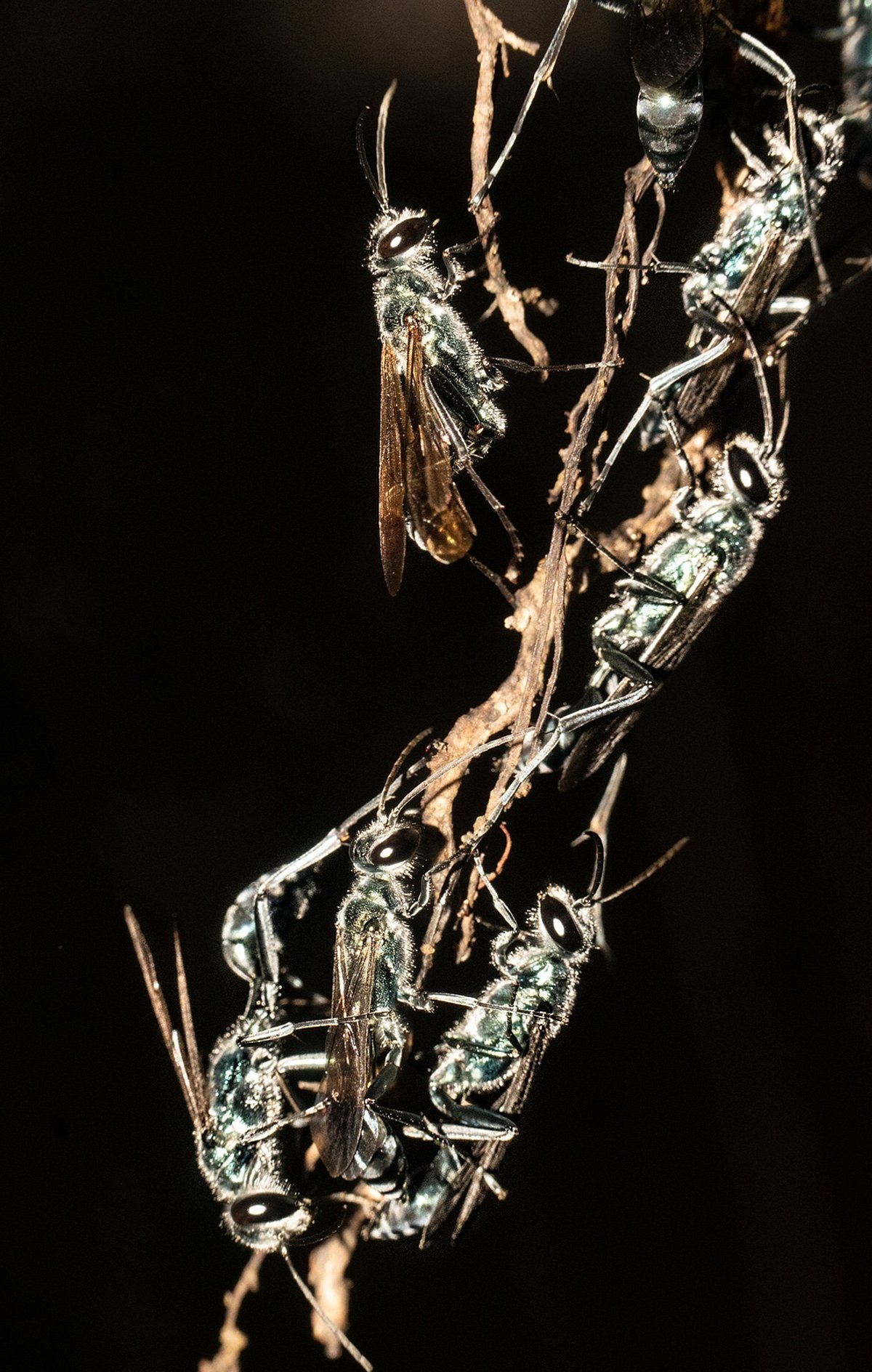 ಬಿಆರ್‌ಟಿ: ಮಿನುಗುವ ಕಡಜಗಳ ಲೋಕ!