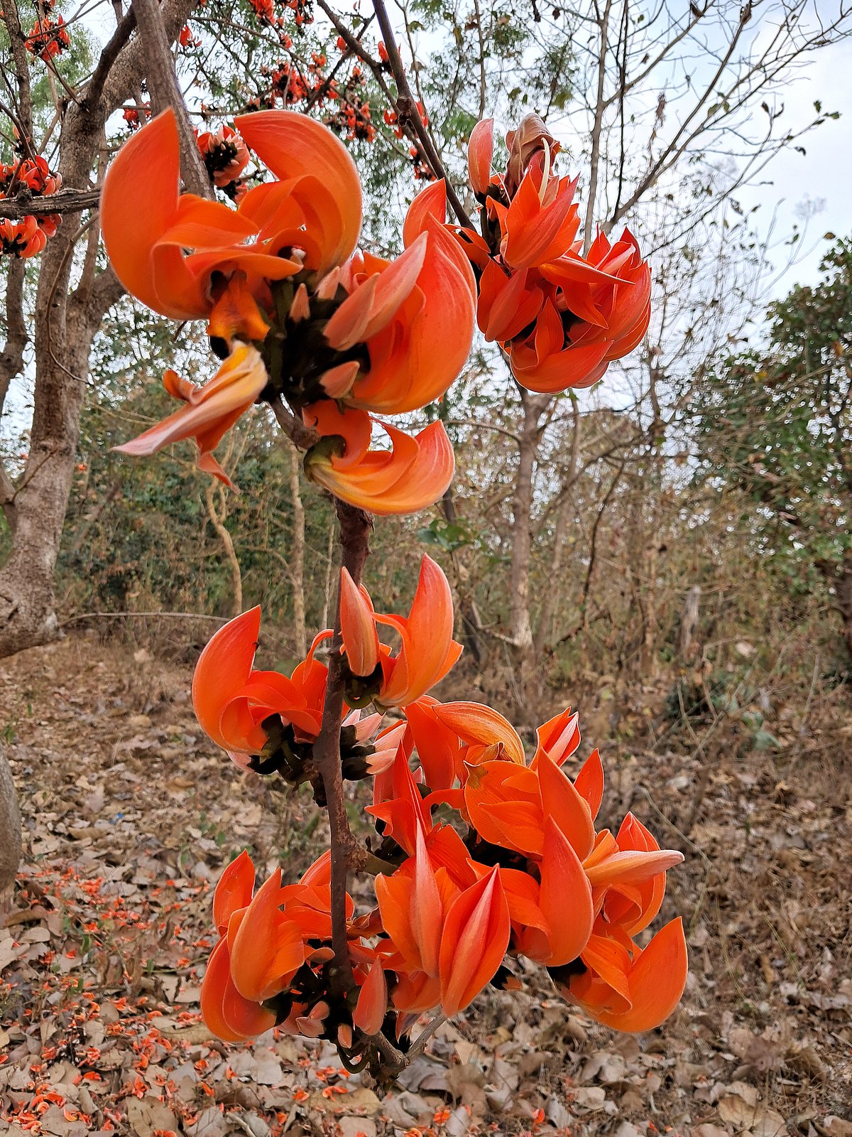 ಮುತ್ತುಗದ ಹೂಗಳು: ದೇವವೃಕ್ಷದಲ್ಲರಳಿವೆ ಕೇಸರಿಪುಷ್ಪ
