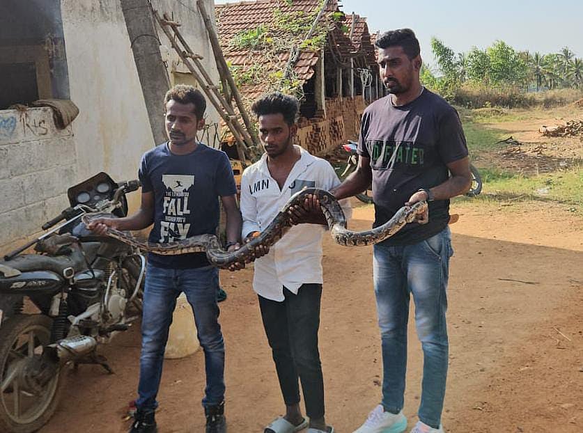 ಇಟ್ಟಿಗೆ ಕಾರ್ಖಾನೆಯಲ್ಲಿದ್ದ ಹೆಬ್ಬಾವು ರಕ್ಷಣೆ