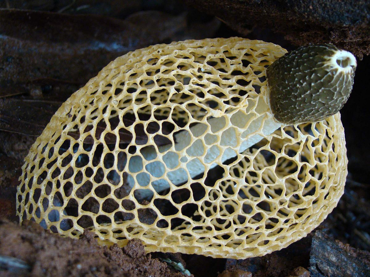 ಕೊಡಗು | ಕಾಫಿಯ ತೋಟಗಳಲ್ಲಿ ಅಣಬೆ ನರ್ತನ