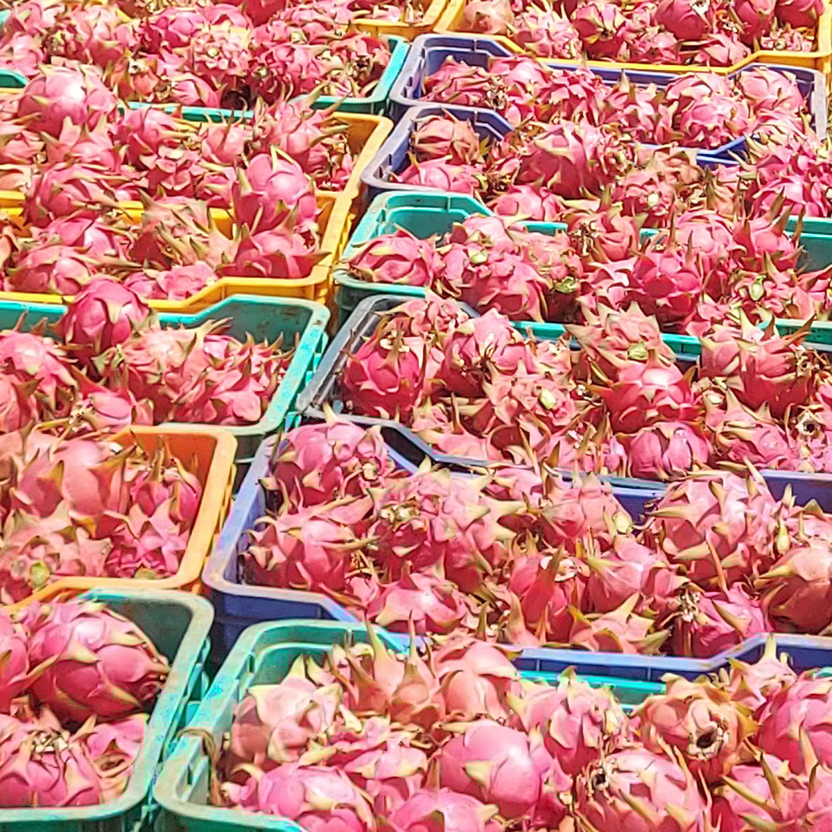 ಬಾದಾಮಿ: ರೈತನ ಕೈ ಹಿಡಿದ ಡ್ರ್ಯಾಗನ್ ಹಣ್ಣು