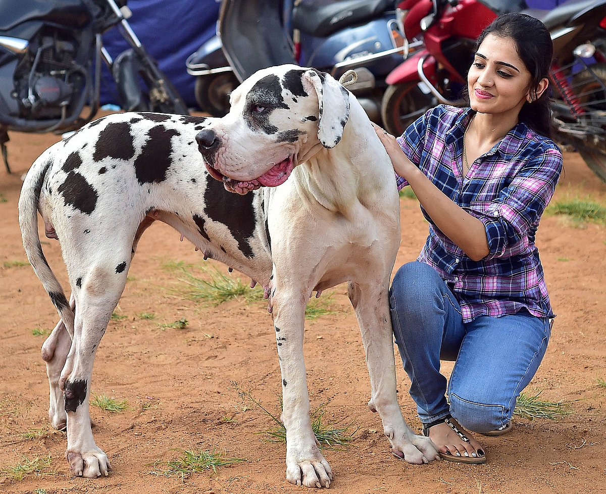 ಬೀದಿ ನಾಯಿಗೆ ಆಹಾರ: ತಡೆಯುವುದು ಅಪರಾಧ