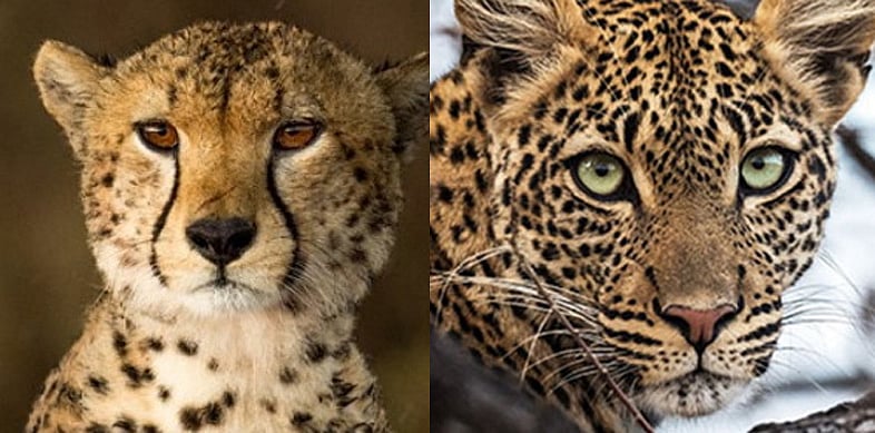 ಚಿರತೆ ಮತ್ತು ಚೀತಾ ನಡುವಿನ ವ್ಯತ್ಯಾಸ ಏನು? ಇಲ್ಲಿದೆ ಸಂಪೂರ್ಣ ಮಾಹಿತಿ