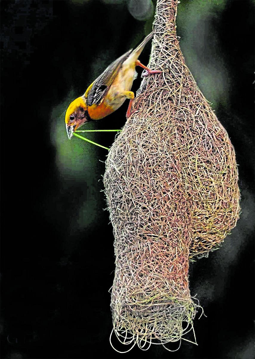 ಗೀಜಗನ ಗೂಡು ನುಂಗಿತ್ತಾ! - ಗೀಜಗ ಕಾಣುತ್ತಿಲ್ಲ ಅವುಗಳ ಗೂಡೂ ಕಾಣುತ್ತಿಲ್ಲ ಯಾಕೋ?